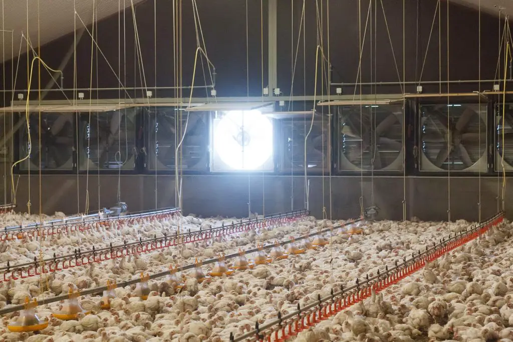 Android Platform Based Temperature Monitoring Design for Poultry Farms ...